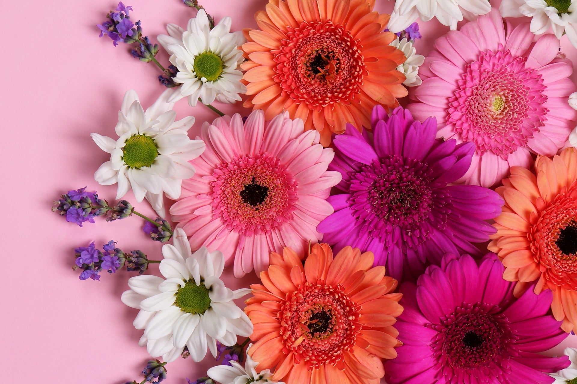 Daisies | Southern Traditions Floral & Gifts Swainsboro–Southern ...